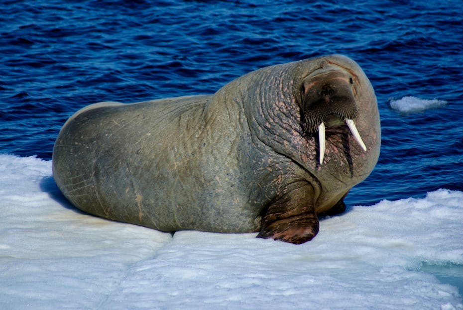 A Huddle of Walrus Facts | Defenders of Wildlife