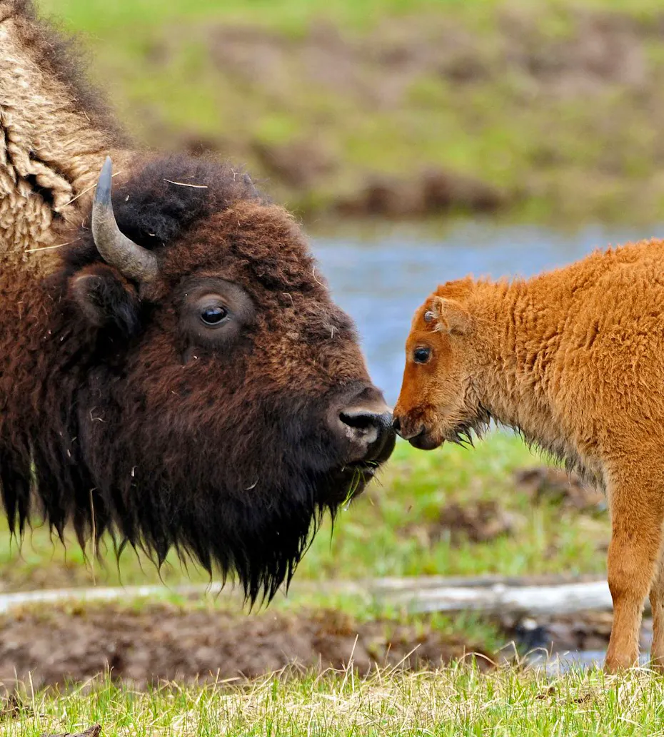 Bison | Defenders of Wildlife