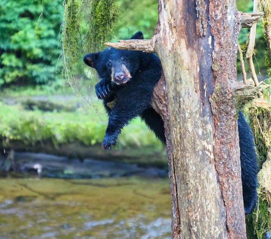 Black Bear | Defenders of Wildlife