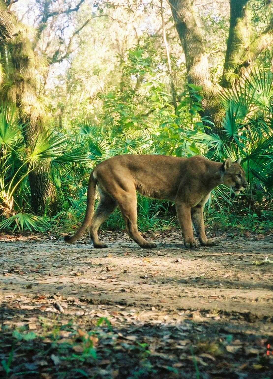 Florida Panther | Defenders of Wildlife