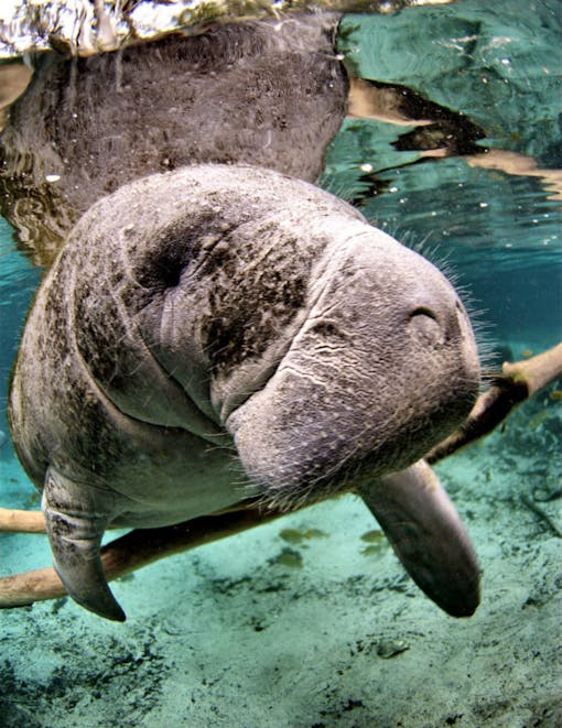 Florida Manatee | Defenders of Wildlife