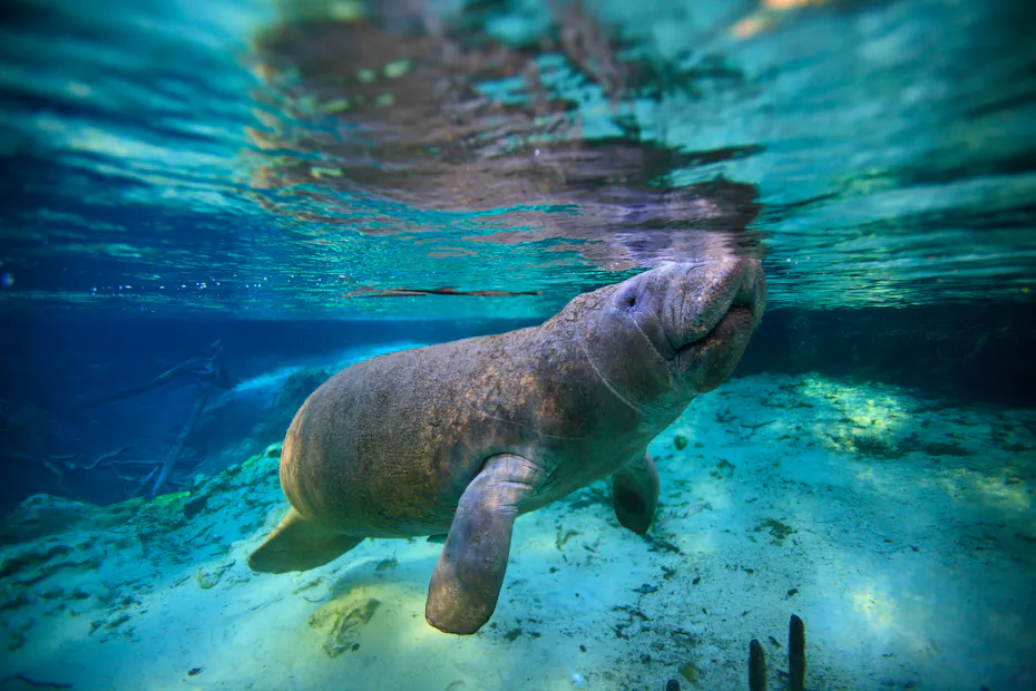 What is the Marine Mammal Protection Act and How Does it Help Animals ...