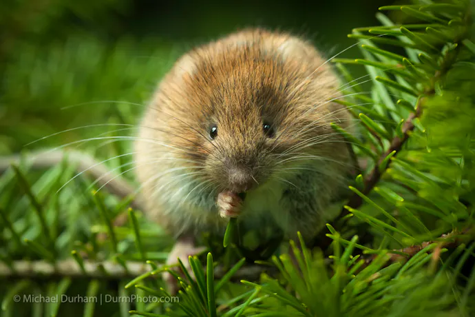 How Best to Protect Wildlife of the Pacific Northwest Forest ...
