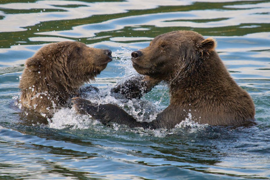 The History of Grizzly Bears and their Protections in the Lower 48 ...