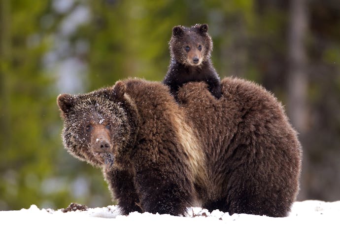 Time to be Bear Aware: Creating a Landscape for Bears and People ...