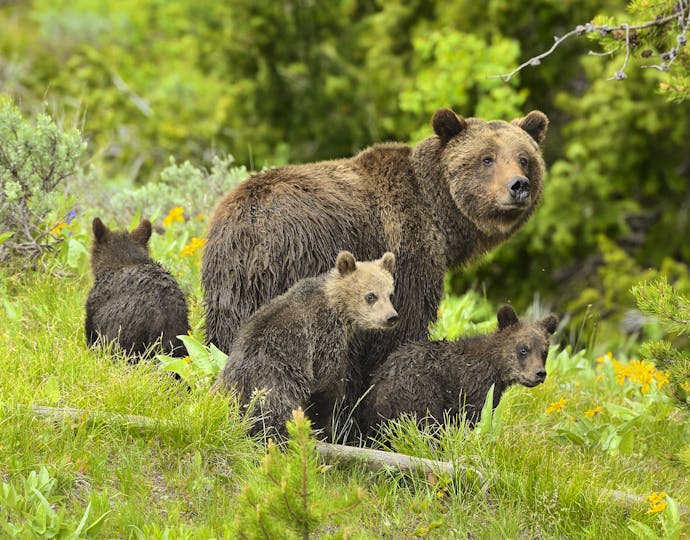 The History of Grizzly Bears and their Protections in the Lower 48 ...