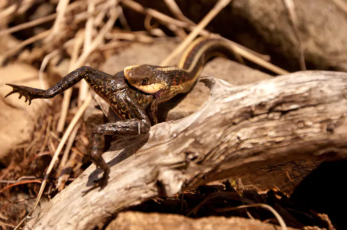 Seven Slithering Facts About Snakes | Defenders of Wildlife