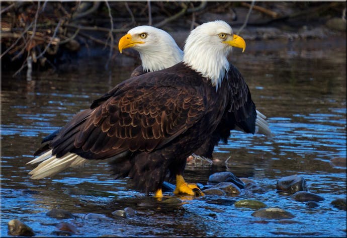 Celebrating Our National Bird: Eight Fun Facts About Bald Eagles ...