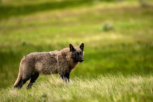 Recognizing the 30th Anniversary of Wolves Return to Yellowstone ...