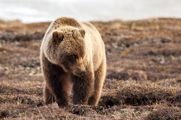Time to be Bear Aware: Creating a Landscape for Bears and People ...