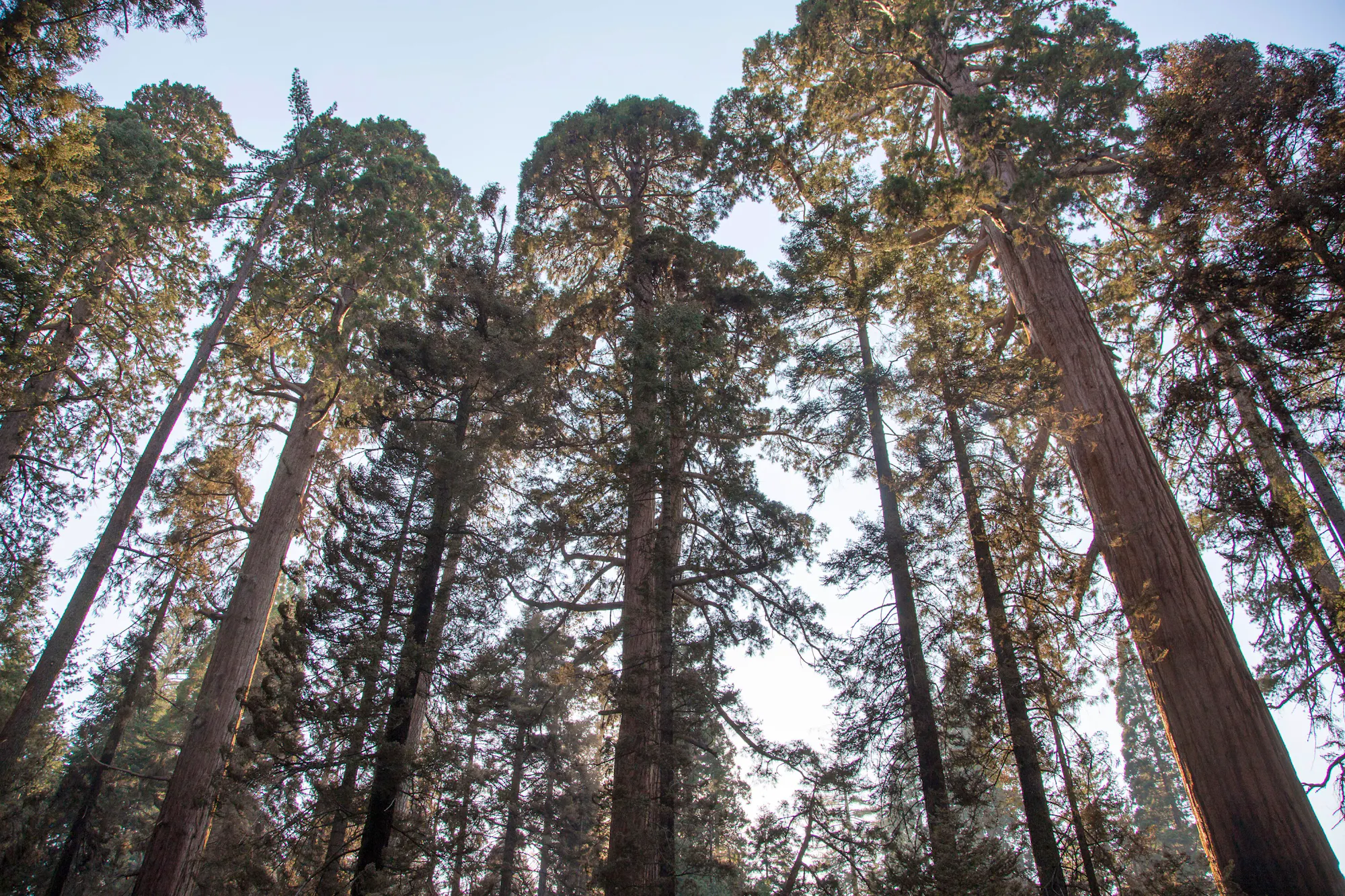 ‘Fix Our Forests Act’ Only Fixes for Logging | Defenders of Wildlife