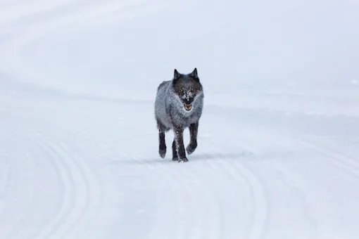 Recognizing the 30th Anniversary of Wolves Return to Yellowstone ...