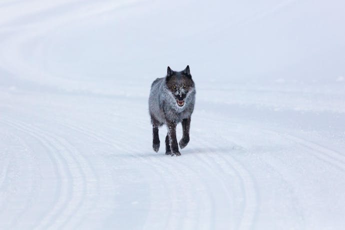 Recognizing the 30th Anniversary of Wolves Return to Yellowstone ...