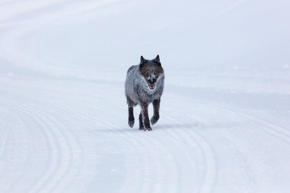 Recognizing the 30th Anniversary of Wolves Return to Yellowstone ...