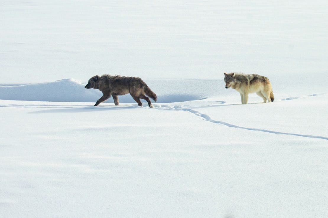 Recognizing the 30th Anniversary of Wolves Return to Yellowstone ...