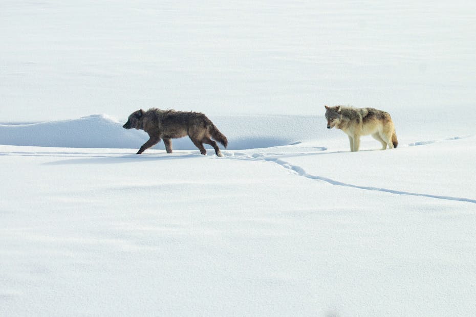 Recognizing the 30th Anniversary of Wolves Return to Yellowstone ...