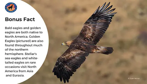 Celebrating Our National Bird: Eight Fun Facts About Bald Eagles ...