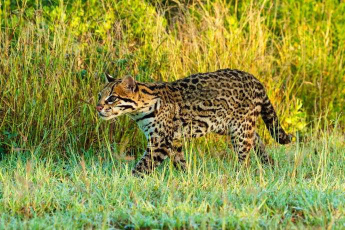 A Tale of Love and Recovery for Ocelots in Texas | Defenders of Wildlife