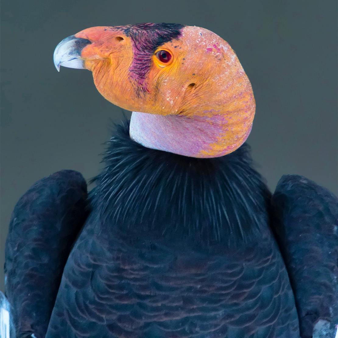 California Condor | Defenders of Wildlife