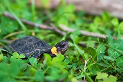 Bog Turtle | Defenders of Wildlife