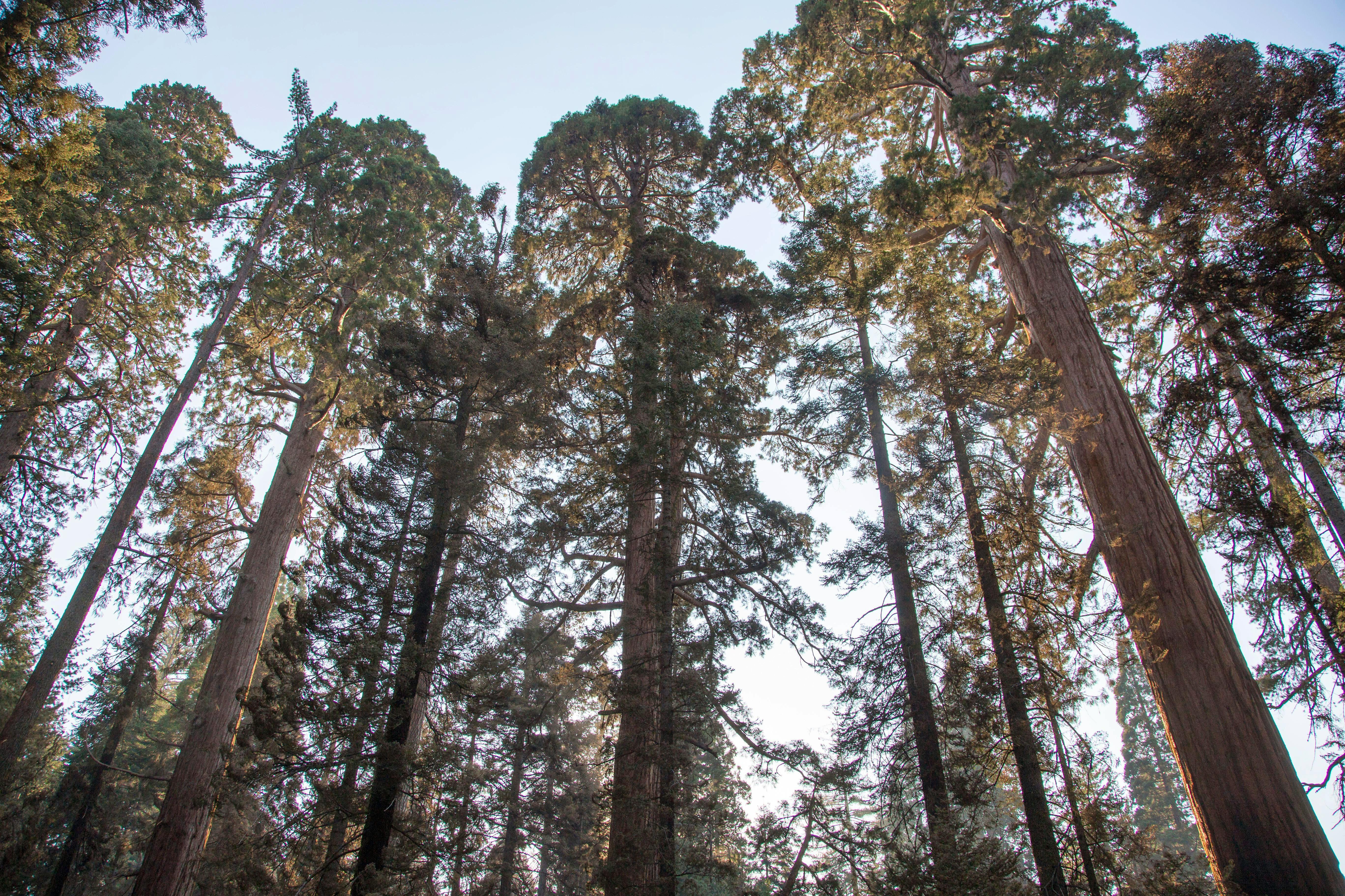 What is a Keystone Species? | Defenders of Wildlife