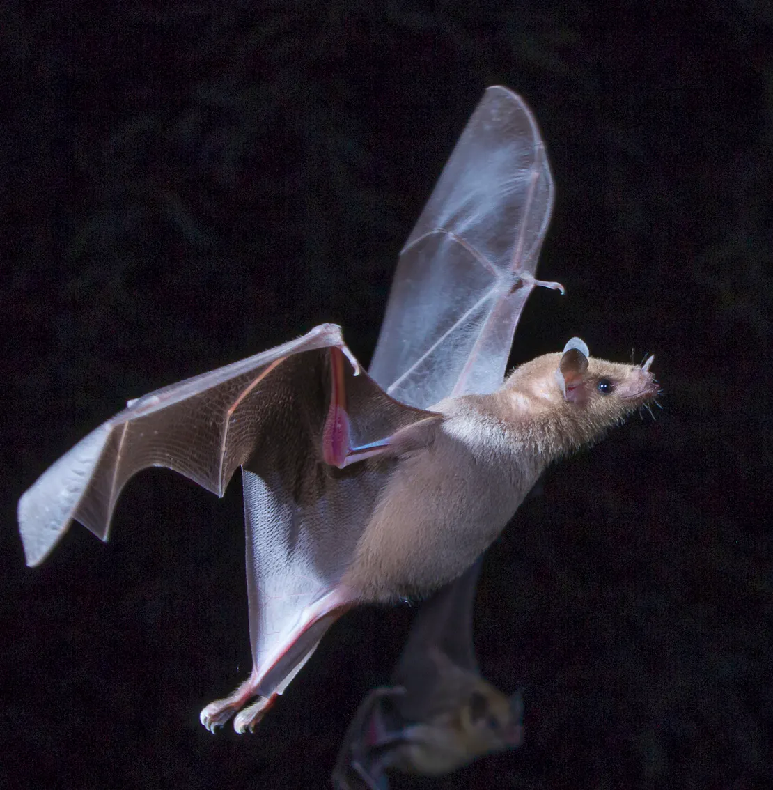 Bats | Defenders of Wildlife