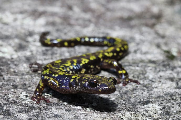 Animals in the Aftermath: North Carolina’s Hickory Nut Gorge Green ...