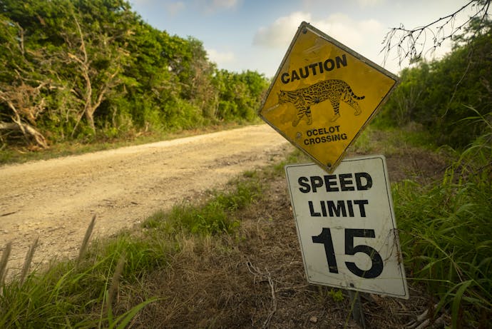 A Tale of Love and Recovery for Ocelots in Texas | Defenders of Wildlife
