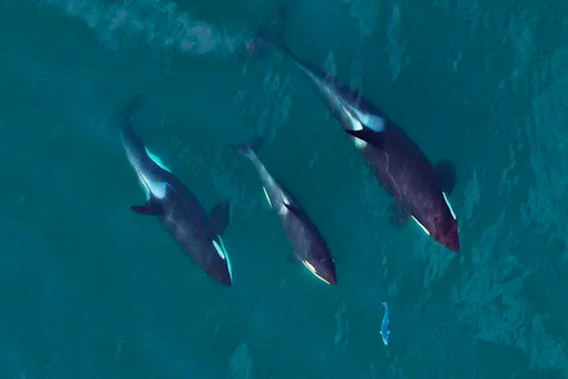 A Deep Dive: Offshore Drilling and Safe Waters for Marine Life ...