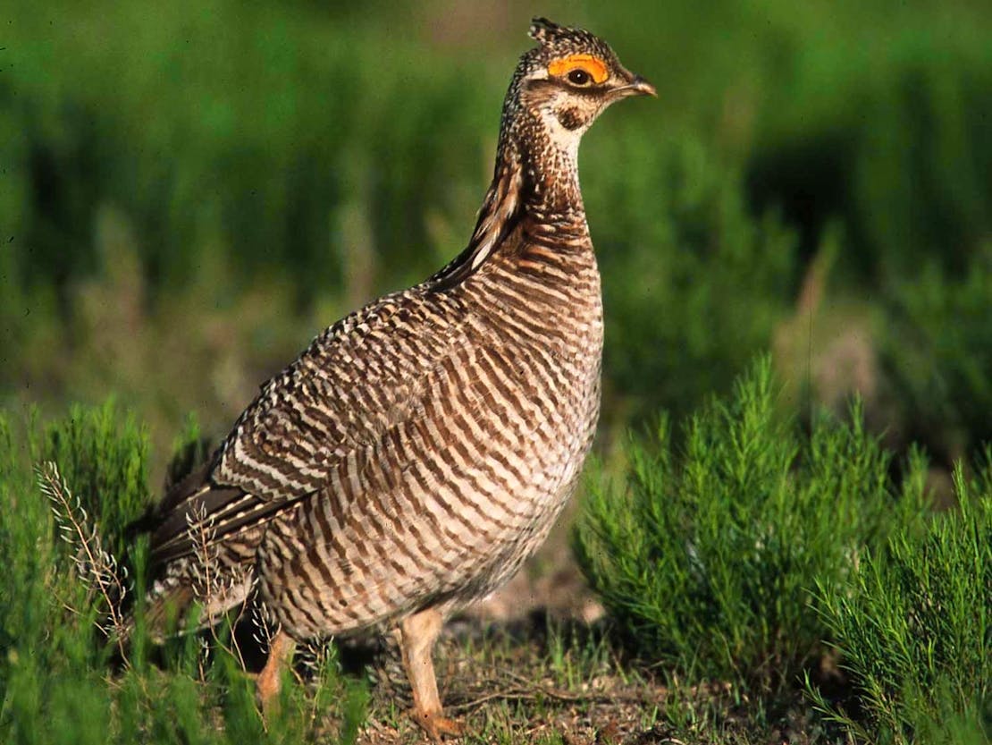 Lesser Prairie Chicken | Defenders of Wildlife