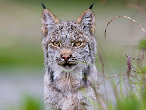 Canada Lynx | Defenders of Wildlife