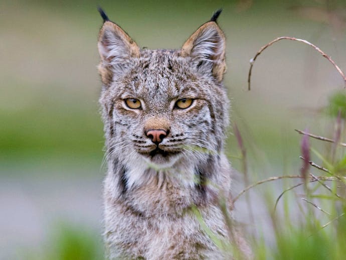 Canada Lynx | Defenders of Wildlife