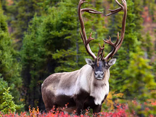 Caribou | Defenders of Wildlife