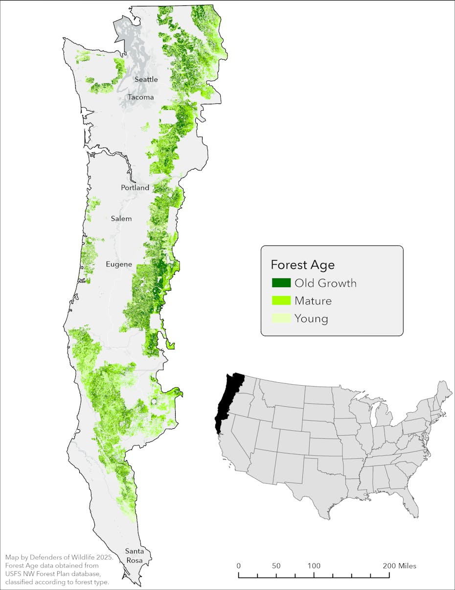 Mapping the Future of Pacific Northwest Forests | Defenders of Wildlife