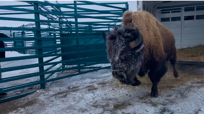 Historic Transfer Brings Yellowstone Bison to First Nations in Canada ...