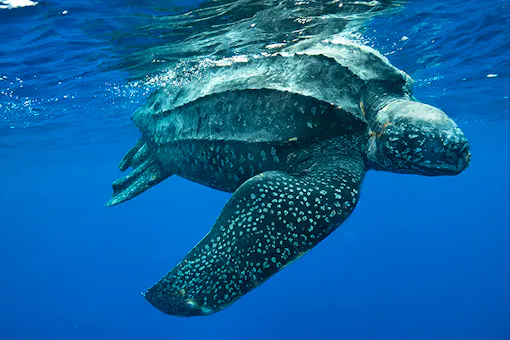 A Deep Dive: Offshore Drilling and Safe Waters for Marine Life ...