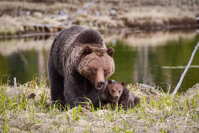 Time to be Bear Aware: Creating a Landscape for Bears and People ...