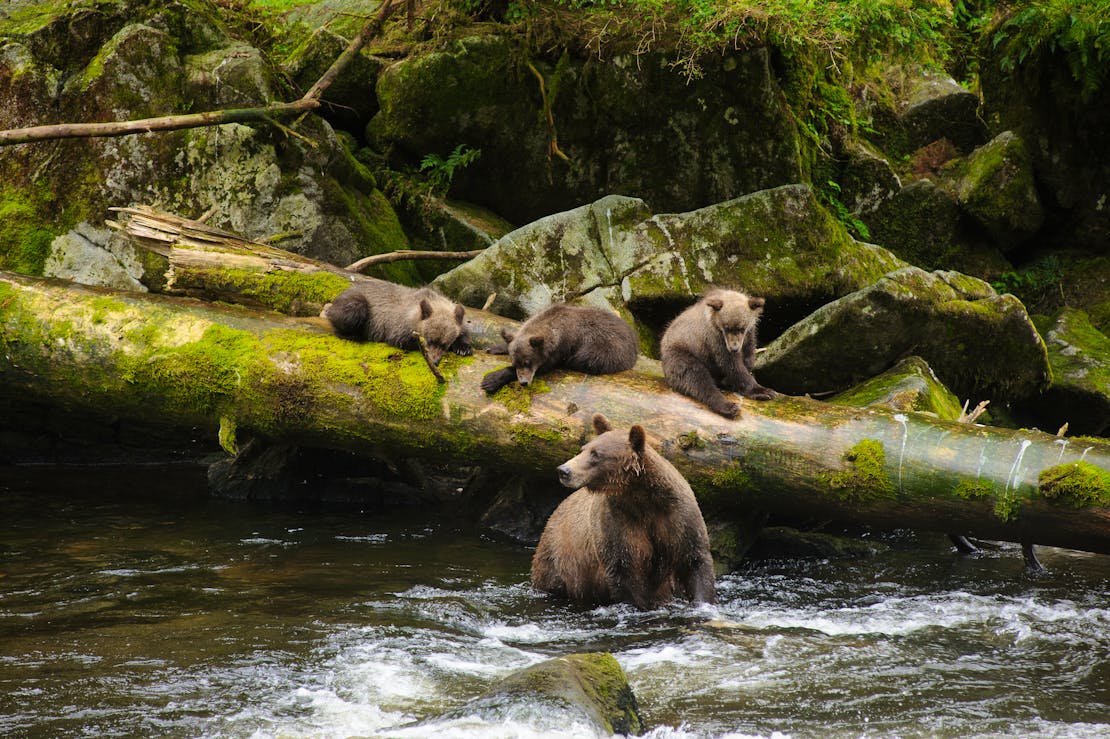 Bear in Mind: Changing Climate Impacts Bears and Bear Safety Practices ...