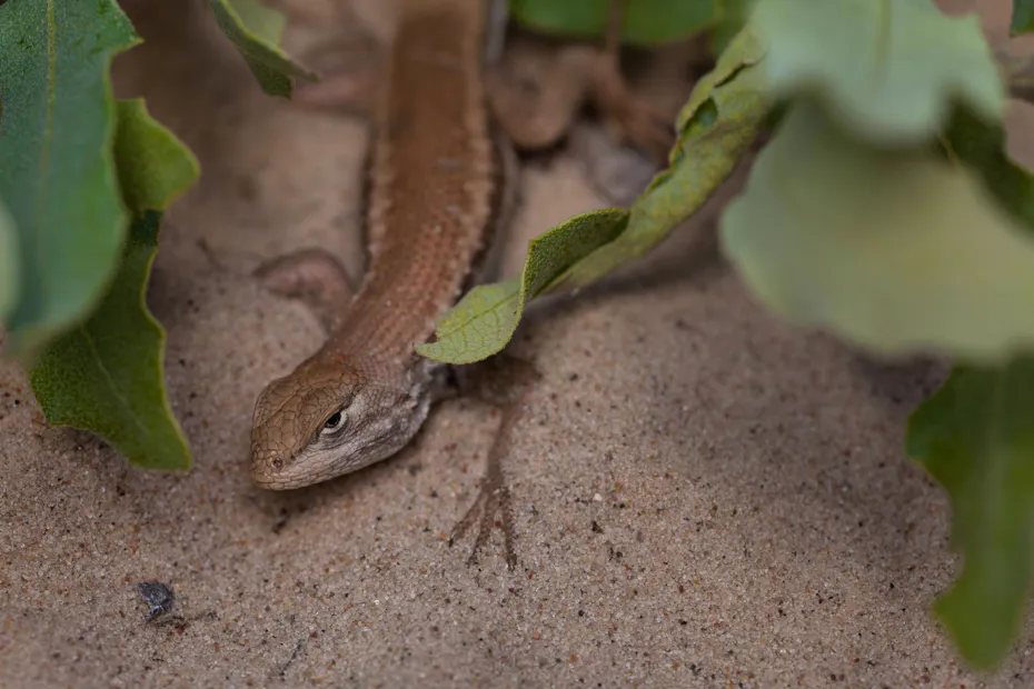 The Endangered Dunes Sagebrush Lizard and Its Habitat | Defenders of ...
