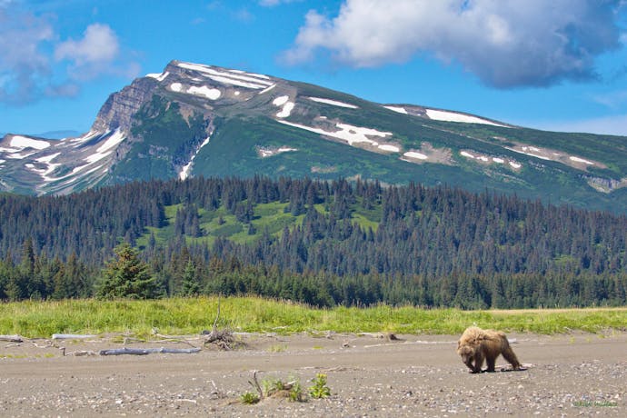 Bear in Mind: Changing Climate Impacts Bears and Bear Safety Practices ...