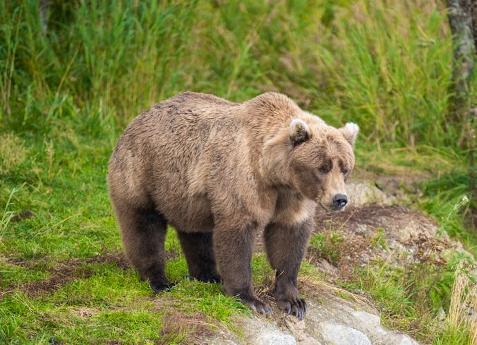 Bear in Mind: Changing Climate Impacts Bears and Bear Safety Practices ...