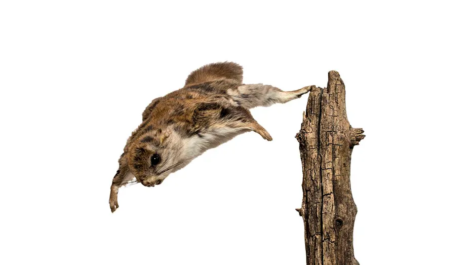 Heads up! Prince of Wales Island Flying Squirrels Teach Us About ...