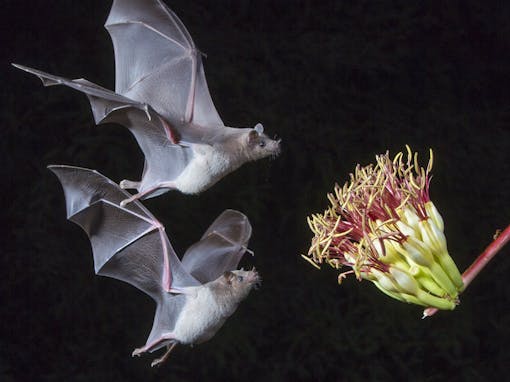 Taking the Night Shift for Bat Pollination | Defenders of Wildlife