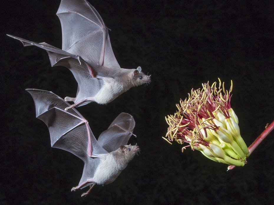 Taking the Night Shift for Bat Pollination | Defenders of Wildlife