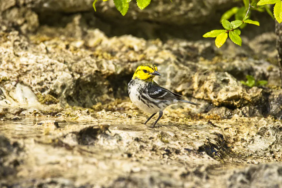 Protecting the Golden Songbird of Texas Hill Country | Defenders of ...