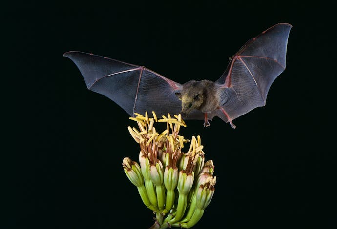 Taking the Night Shift for Bat Pollination | Defenders of Wildlife