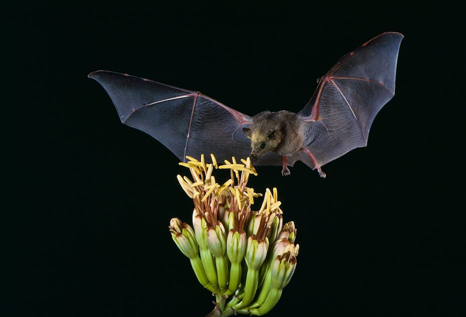 Taking the Night Shift for Bat Pollination | Defenders of Wildlife