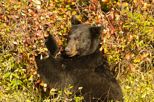 Time to be Bear Aware: Creating a Landscape for Bears and People ...