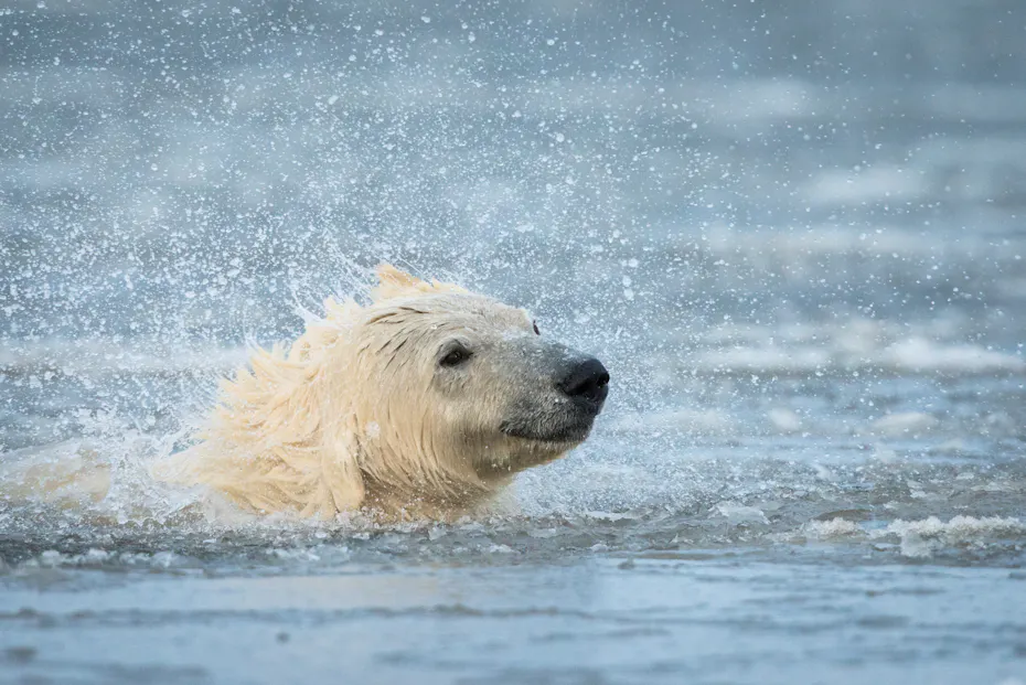 New Population Estimates Signal Trouble for Alaska’s Polar Bear ...