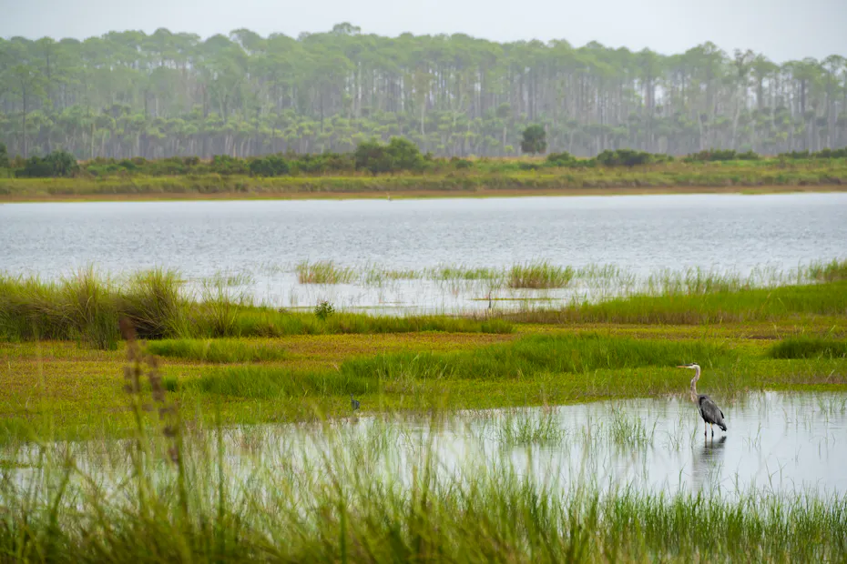 Exploring Atlantic Salt Marshes from the Ground Up | Defenders of Wildlife